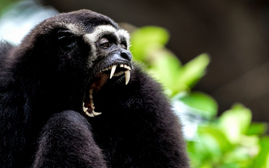 Fascinating Animal Teeth - Li Family Dental in Queensway